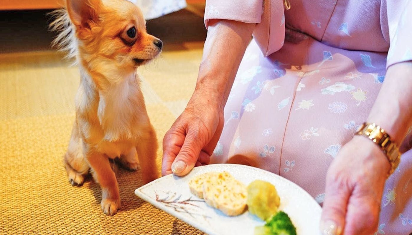愛犬用のメニューも！ペットと一緒に食事ができるおすすめの宿 西日本編 一休コンシェルジュ